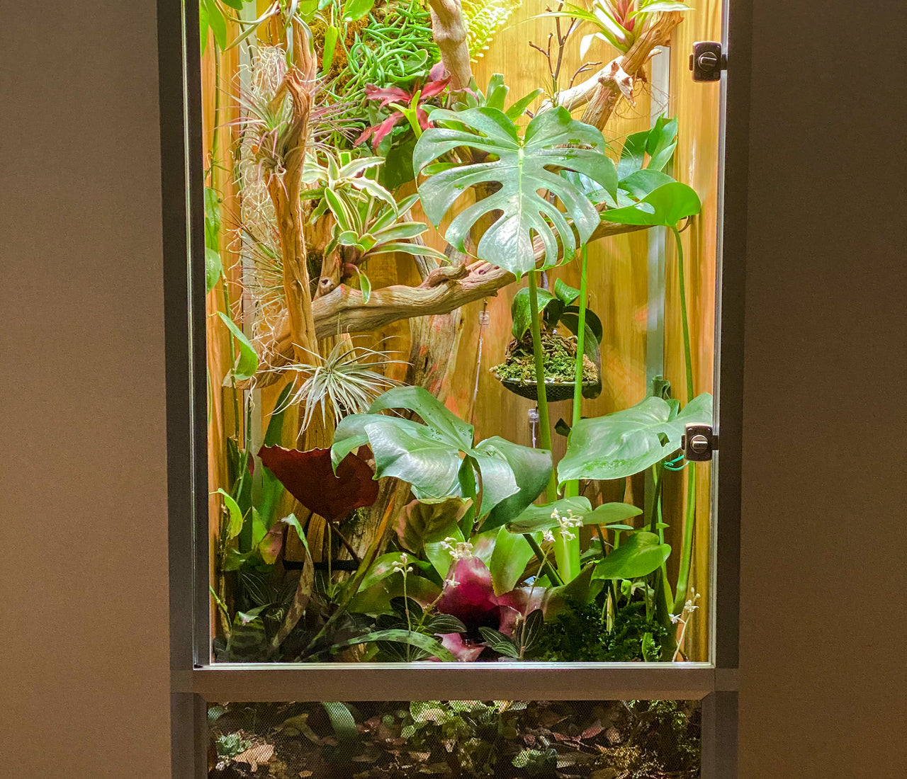 Reptiles That Can Be Kept in a 2x2x4 Enclosure – Zen Habitats