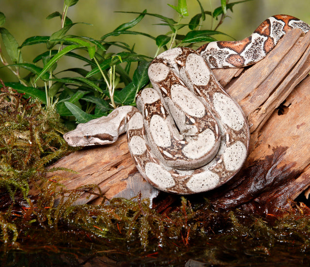 Treat Mites In Your Reptiles Terrarium Without Chemicals Natural A Zen Habitats