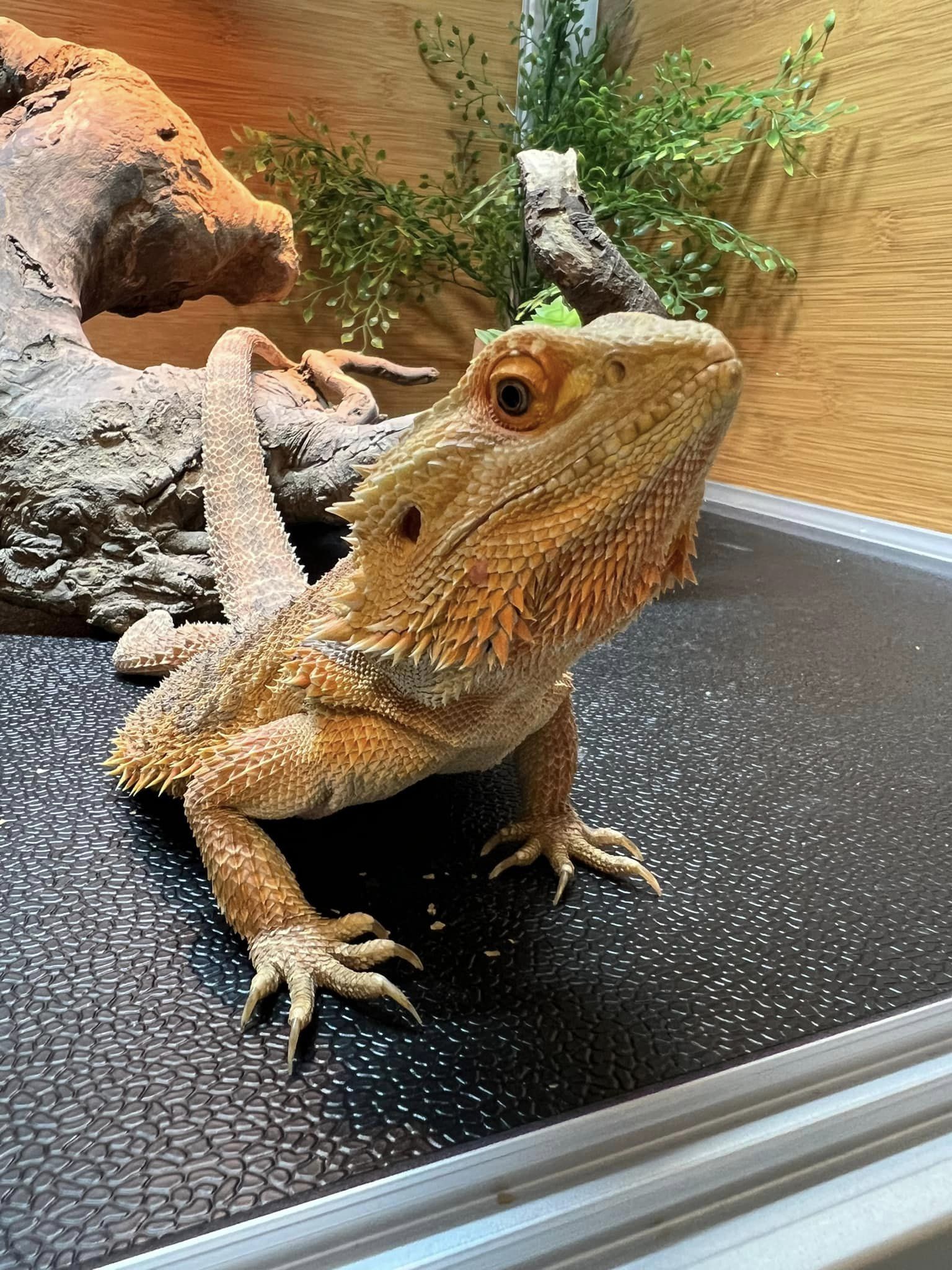 Do Reptiles Have Emotions? New Research Says Yes – Zen Habitats