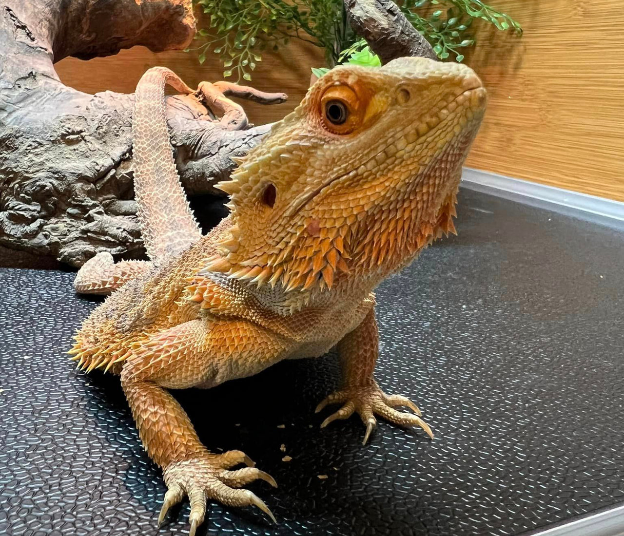 Do Reptiles Have Emotions? New Research Says Yes – Zen Habitats