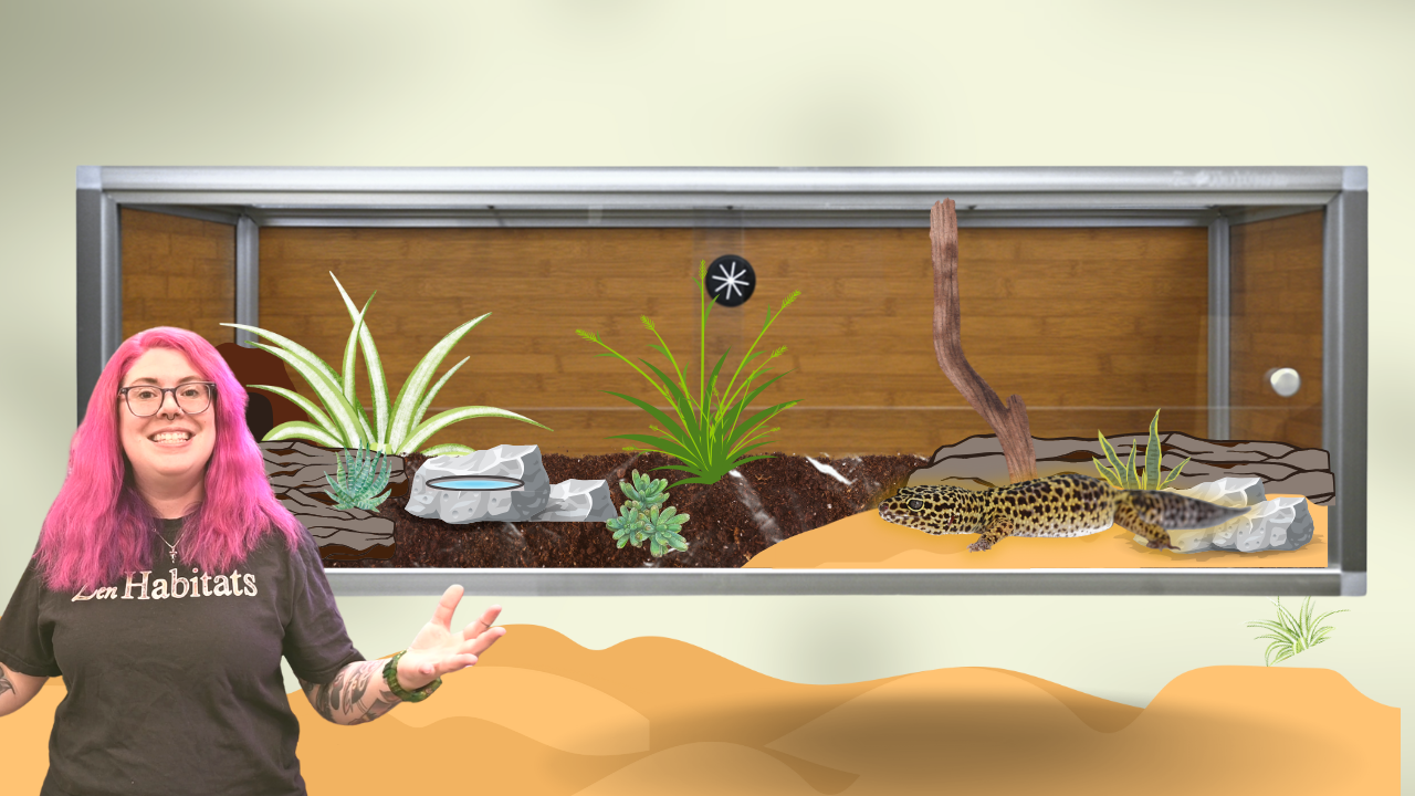 Creating A Leopard Gecko Desert Oasis | Bioactive Leopard Gecko Build ...