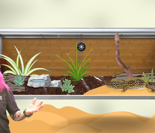 Creating A Leopard Gecko Desert Oasis | Bioactive Leopard Gecko Build ...