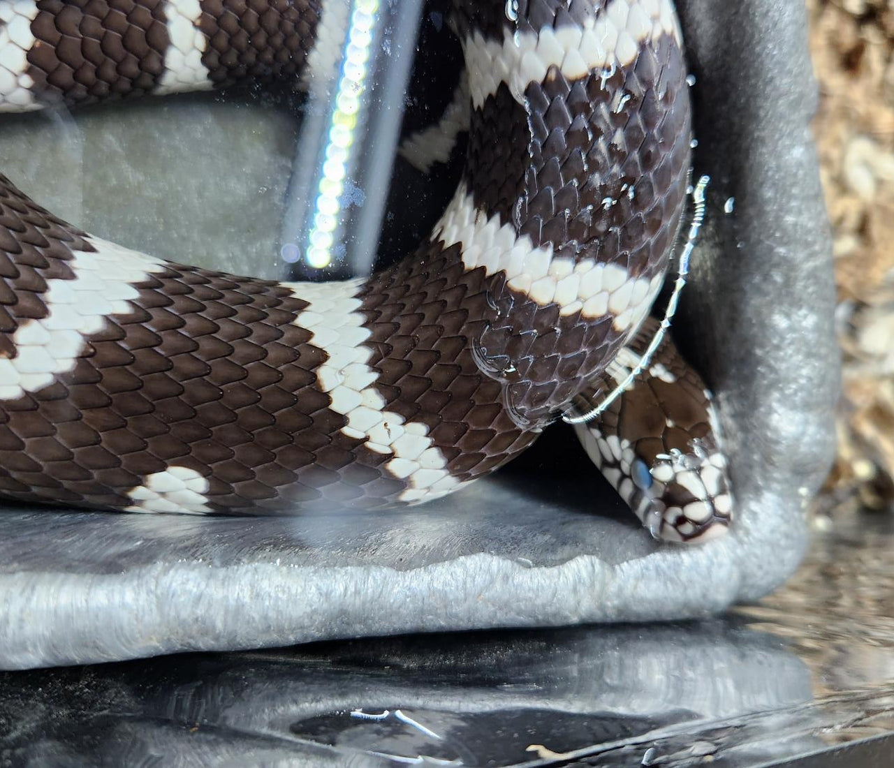 Why is My Pet Snake Soaking in Their Water Dish? | Zen Habitats