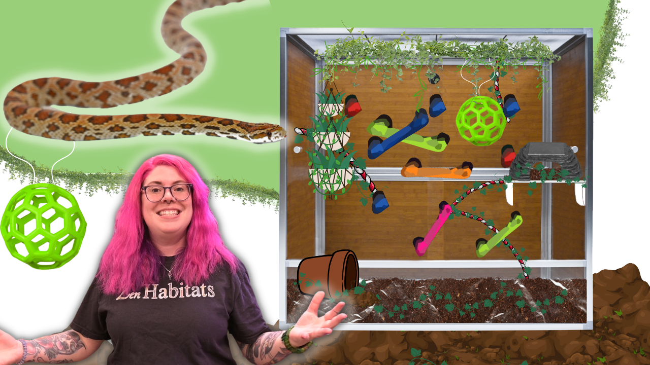 Making a Snake Jungle Gym! | Enriching Corn Snake Enclosure Upgrade ...
