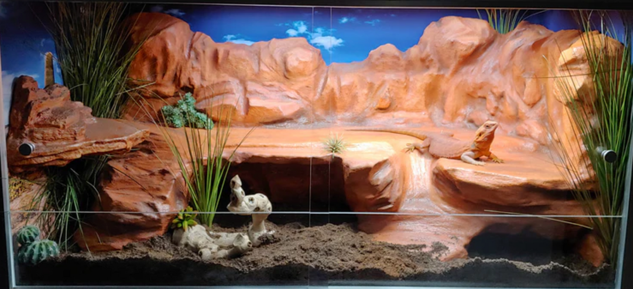 How to Set Up A Naturalistic Reptile Enclosure – Zen Habitats