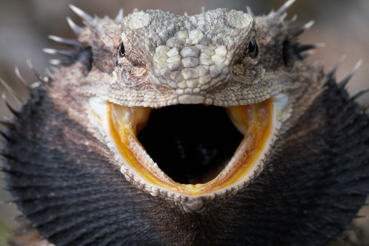 Bearded Dragon Behaviors and What They Mean! – Zen Habitats