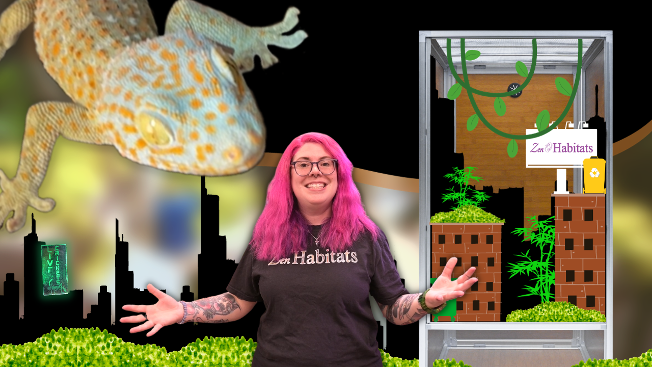 Building a Huge City For A Tokay Gecko - Tokay City! | Zen Habitats En