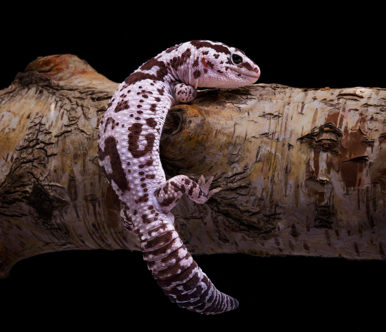 Leopard Geckos vs. African Fat-Tailed Geckos | What is the Difference ...