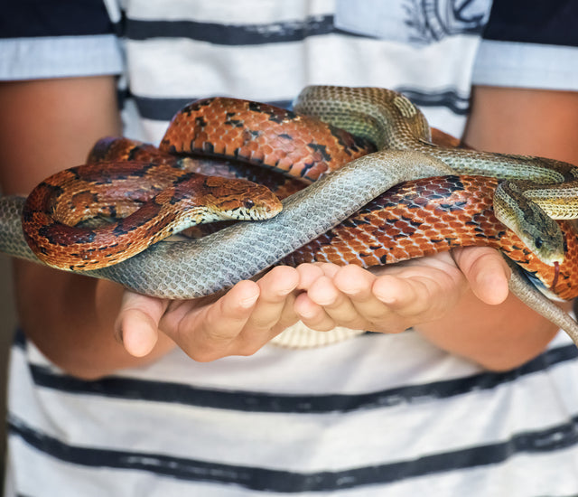 Do Corn Snakes Make Good First Reptile Pets? | Corn Snakes for Beginne ...
