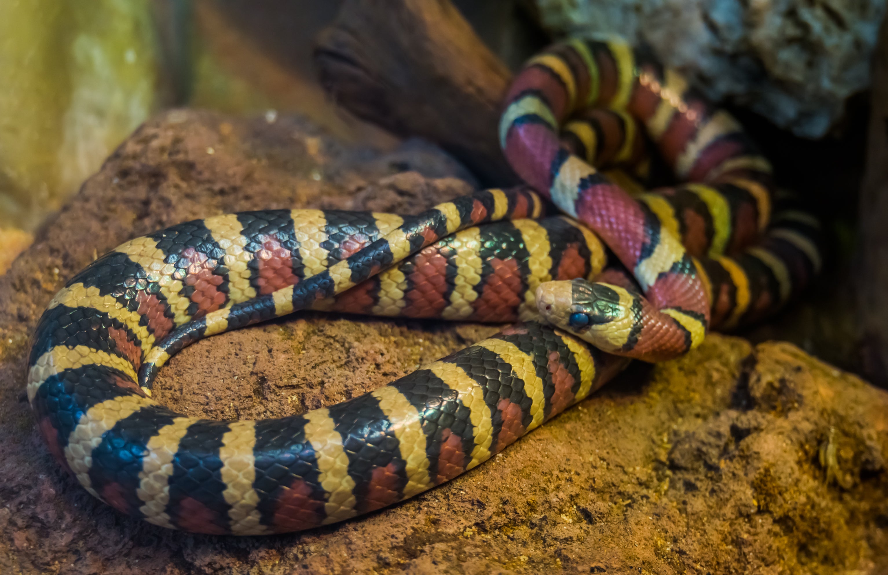 Is My Snake Thriving or Just Surviving? | Zen Habitats