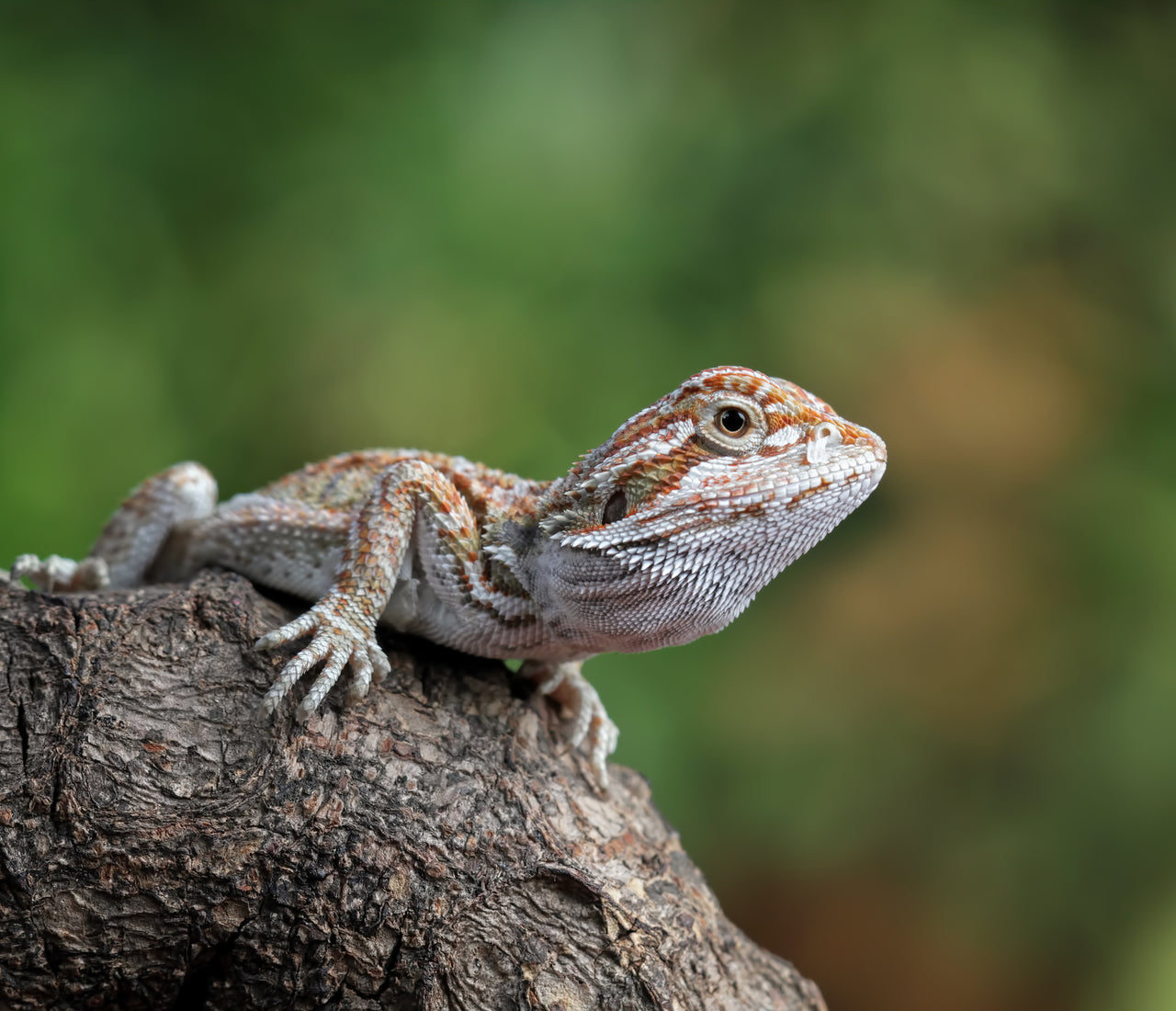 Baby Bearded Dragons | Top 5 Must Know Tips – Zen Habitats