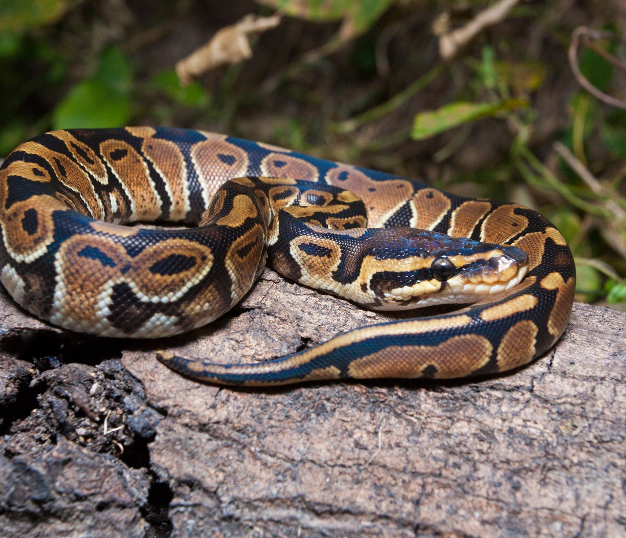 Ball Python Care Sheet Provided By ReptiFiles – Zen Habitats
