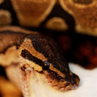 5 Reptiles That Can Be Housed in a 4x2x2 Enclosure – Zen Habitats