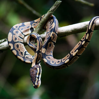 Bearded Dragons and Brumation | What to Do – Zen Habitats