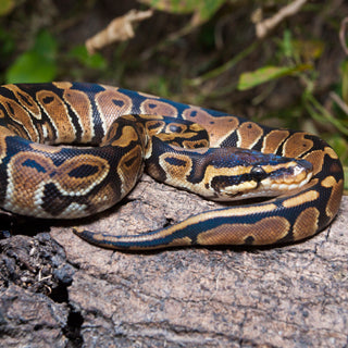 5 Reptiles That Can Live in a 2x2x2 Enclosure – Zen Habitats