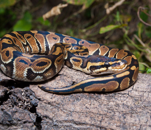 Myths and Misconceptions About Heating for Reptiles – Zen Habitats