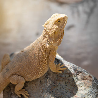 5 Reptiles That Can Live in a 2x2x2 Enclosure – Zen Habitats