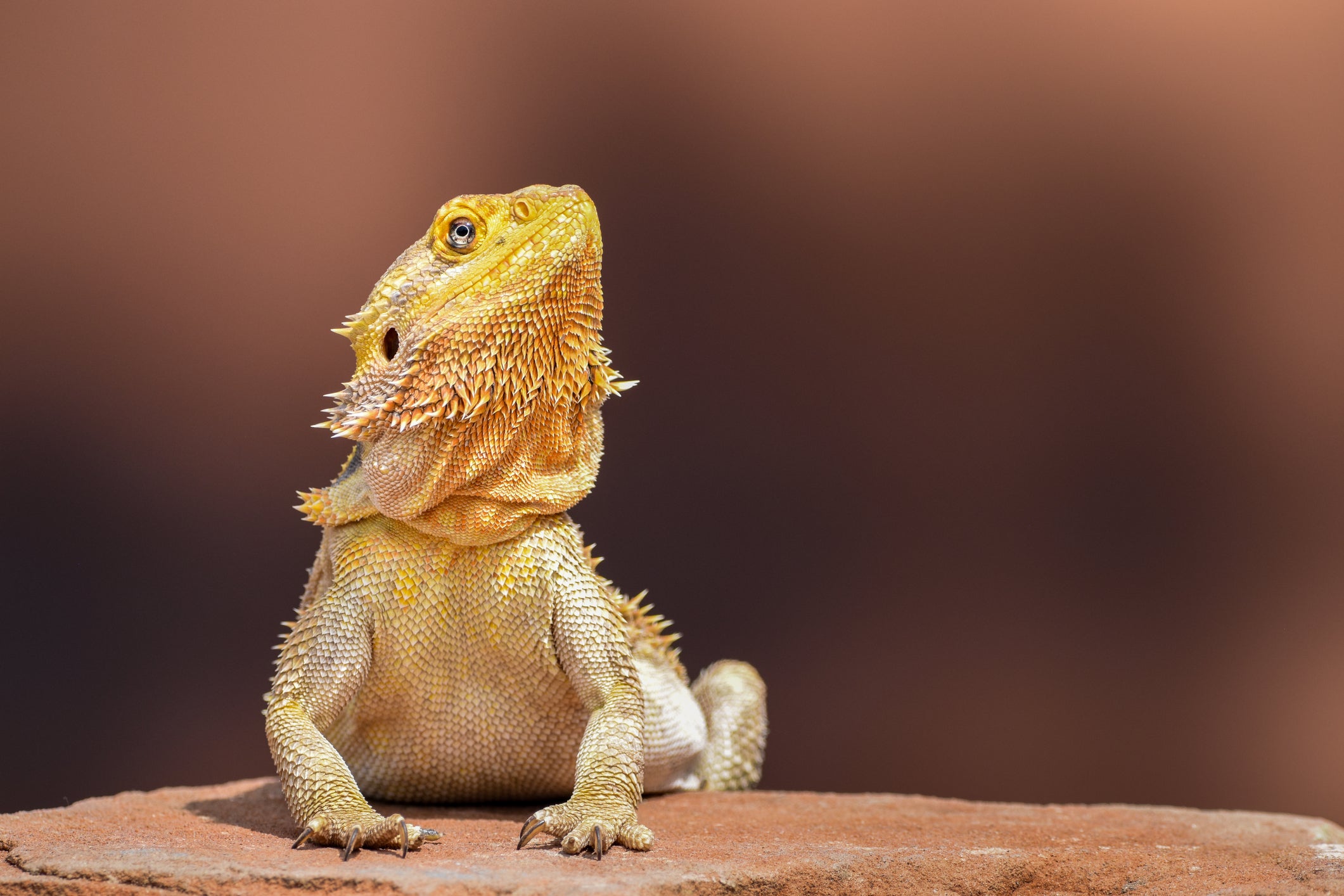 Bearded Dragon Care Sheet | ReptiFiles – Zen Habitats