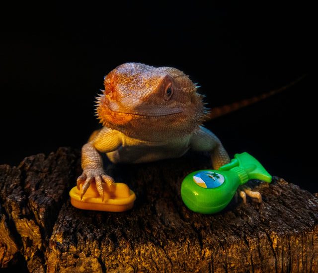 How to Clean and Sanitize Your Bearded Dragon’s Habitat – Zen Habitats