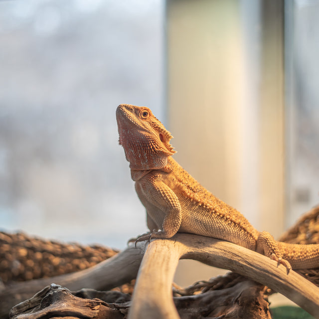 5 Safe Plants To Use In A Bearded Dragon Habitat – Zen Habitats