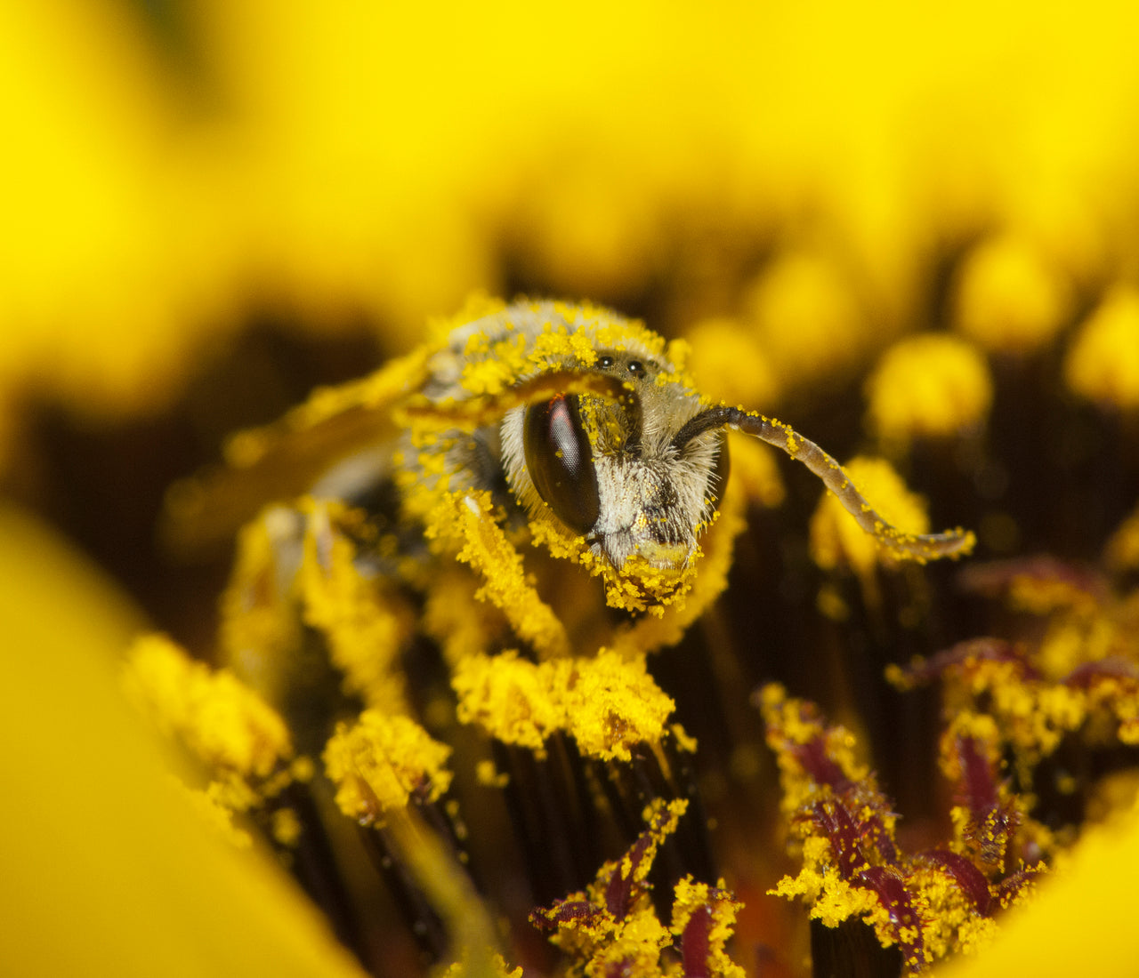 All About Feeding Bee Pollen To Reptiles | Top Benefits of Bee Pollen ...
