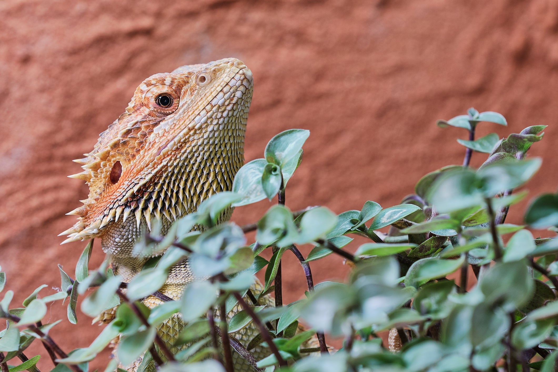 5 Safe Plants To Use In A Bearded Dragon Habitat – Zen Habitats