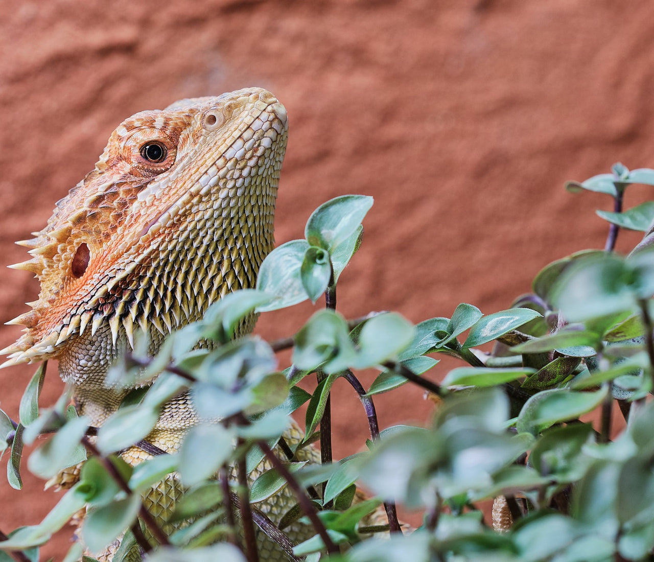 5 Safe Plants To Use In A Bearded Dragon Habitat – Zen Habitats