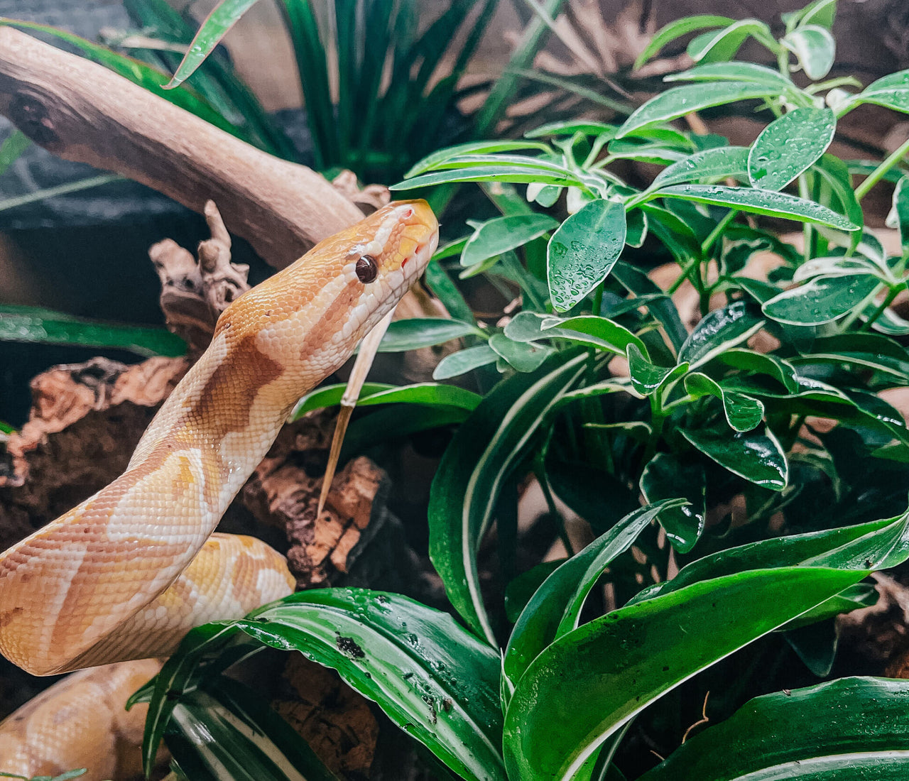 The Difference Between Bioactive and Naturalistic Reptile Enclosures ...