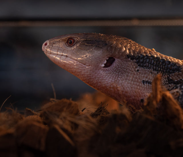 Blue-Tongued Skink Complete Lighting and Heating Guide – Zen Habitats