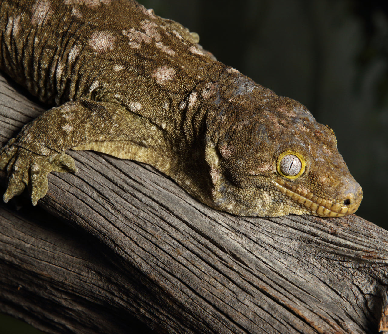 Leachianus Gecko Breeding | Commonly Asked Questions – Zen Habitats