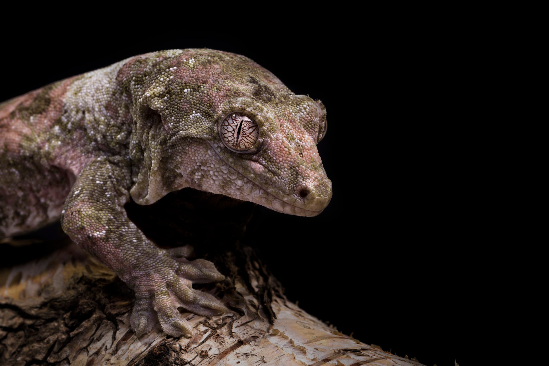 Chahoua Gecko Care Sheet| Reptifiles – Zen Habitats