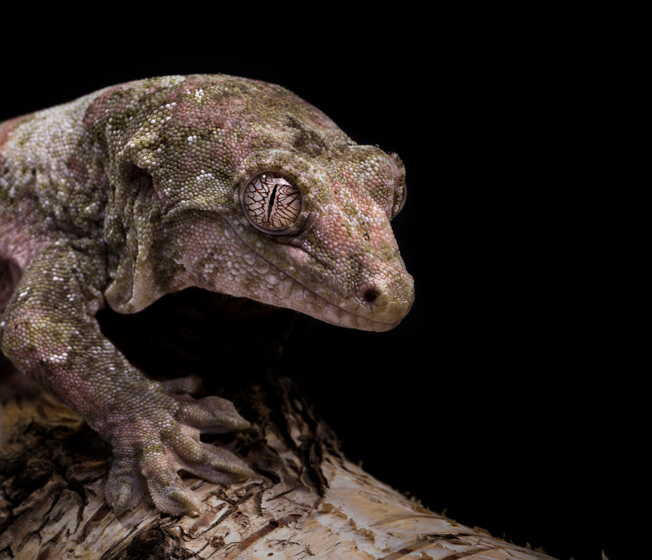 Chahoua Gecko Care Sheet| Reptifiles – Zen Habitats