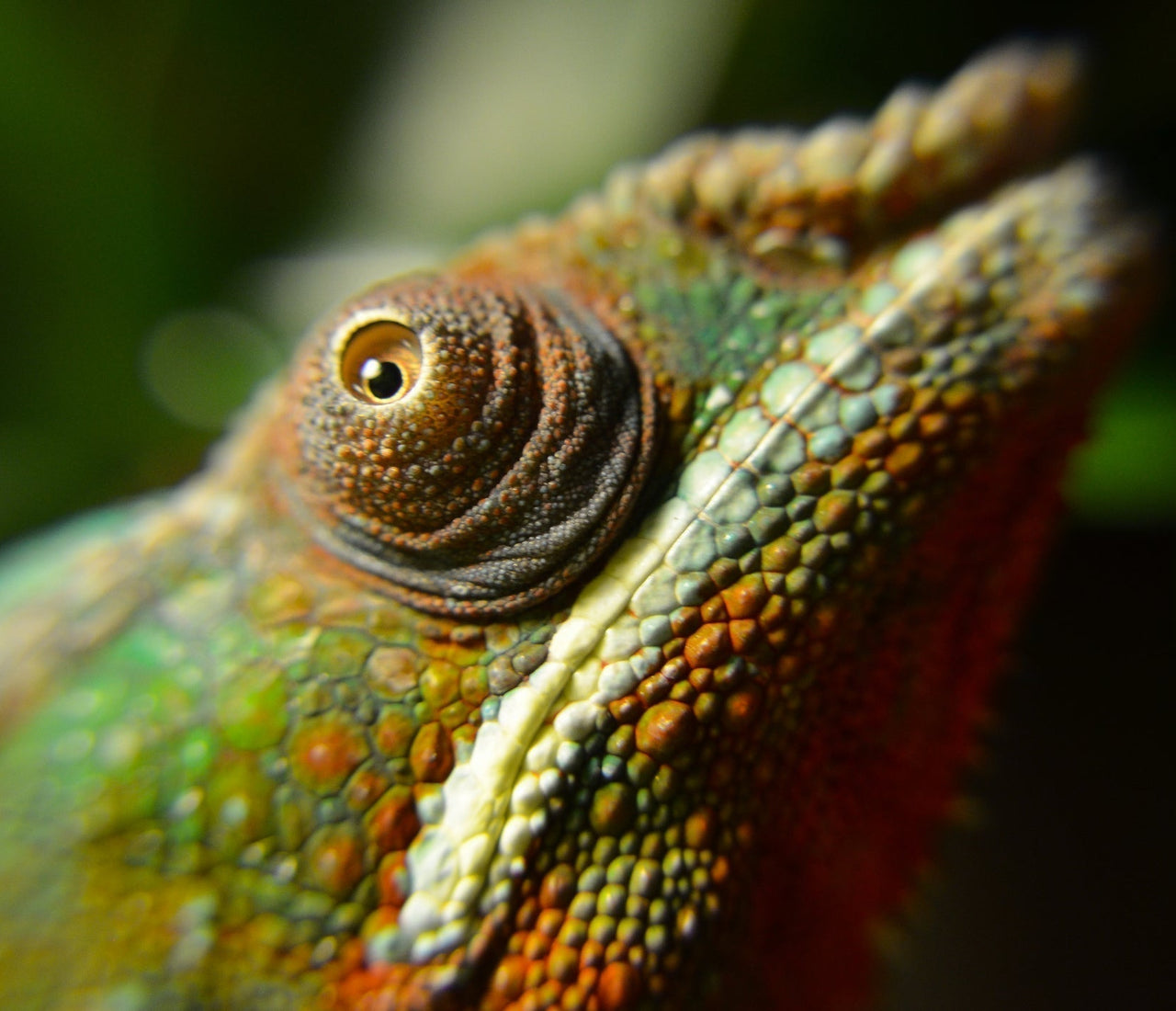 Can Reptiles See Color? – Zen Habitats