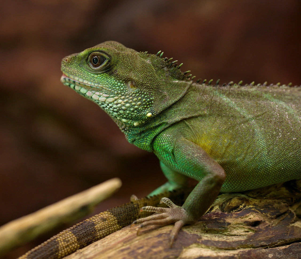 Chinese Water Dragon Complete Food Guide – Zen Habitats