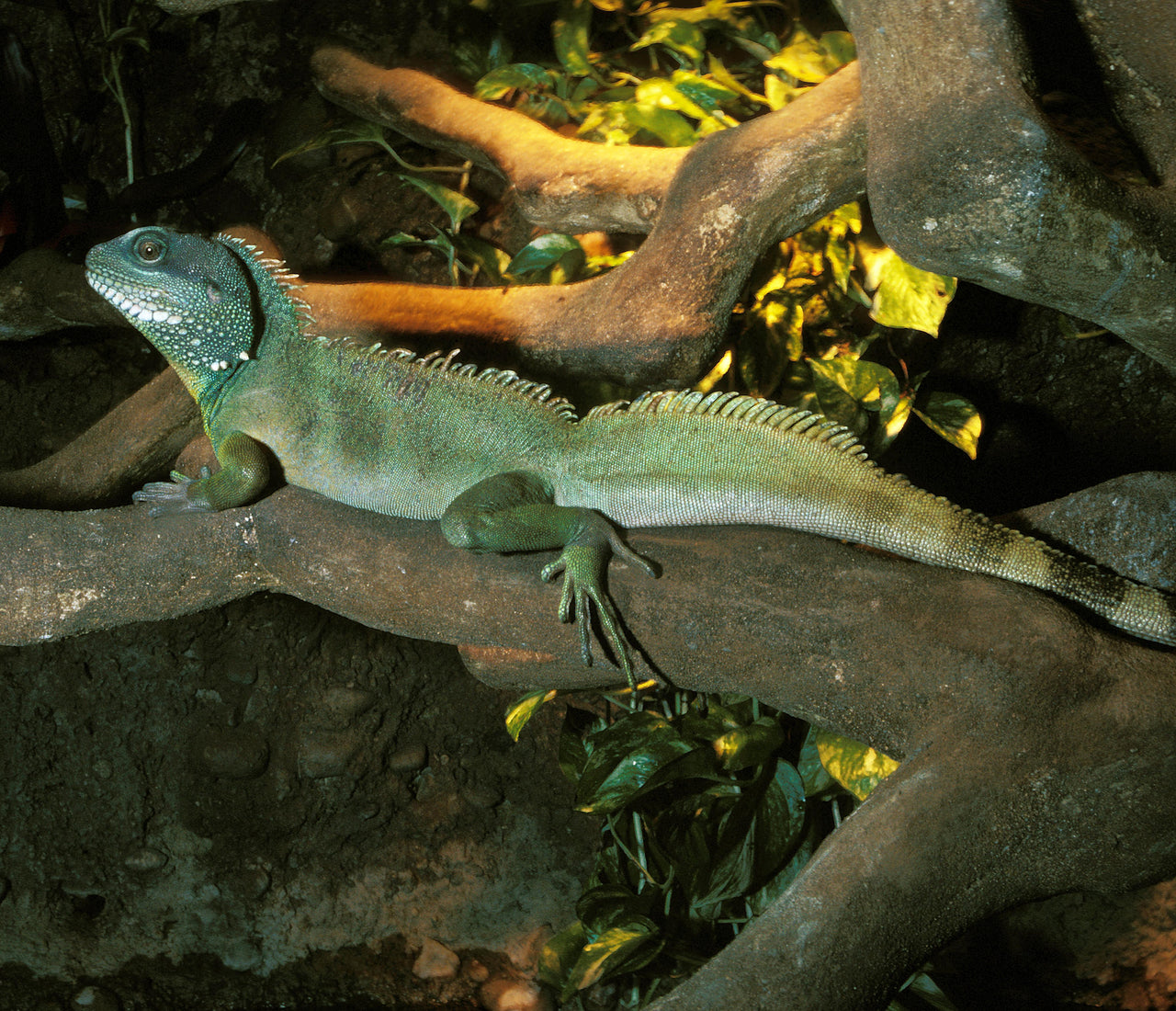 Chinese Water Dragon Complete Lighting and Heating Guide – Zen Habitats