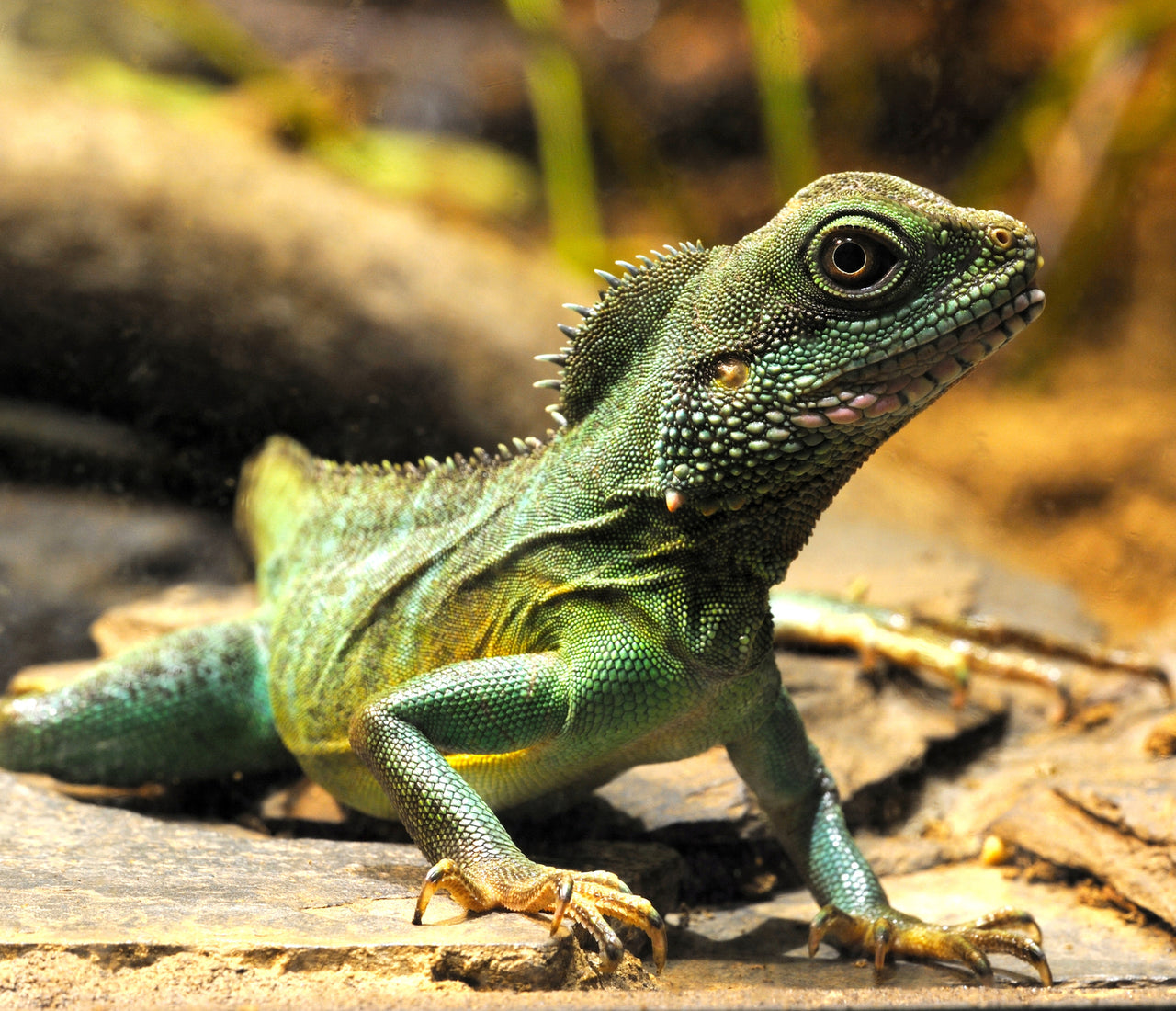 Chinese Water Dragon Care Sheet | ReptiFiles – Zen Habitats