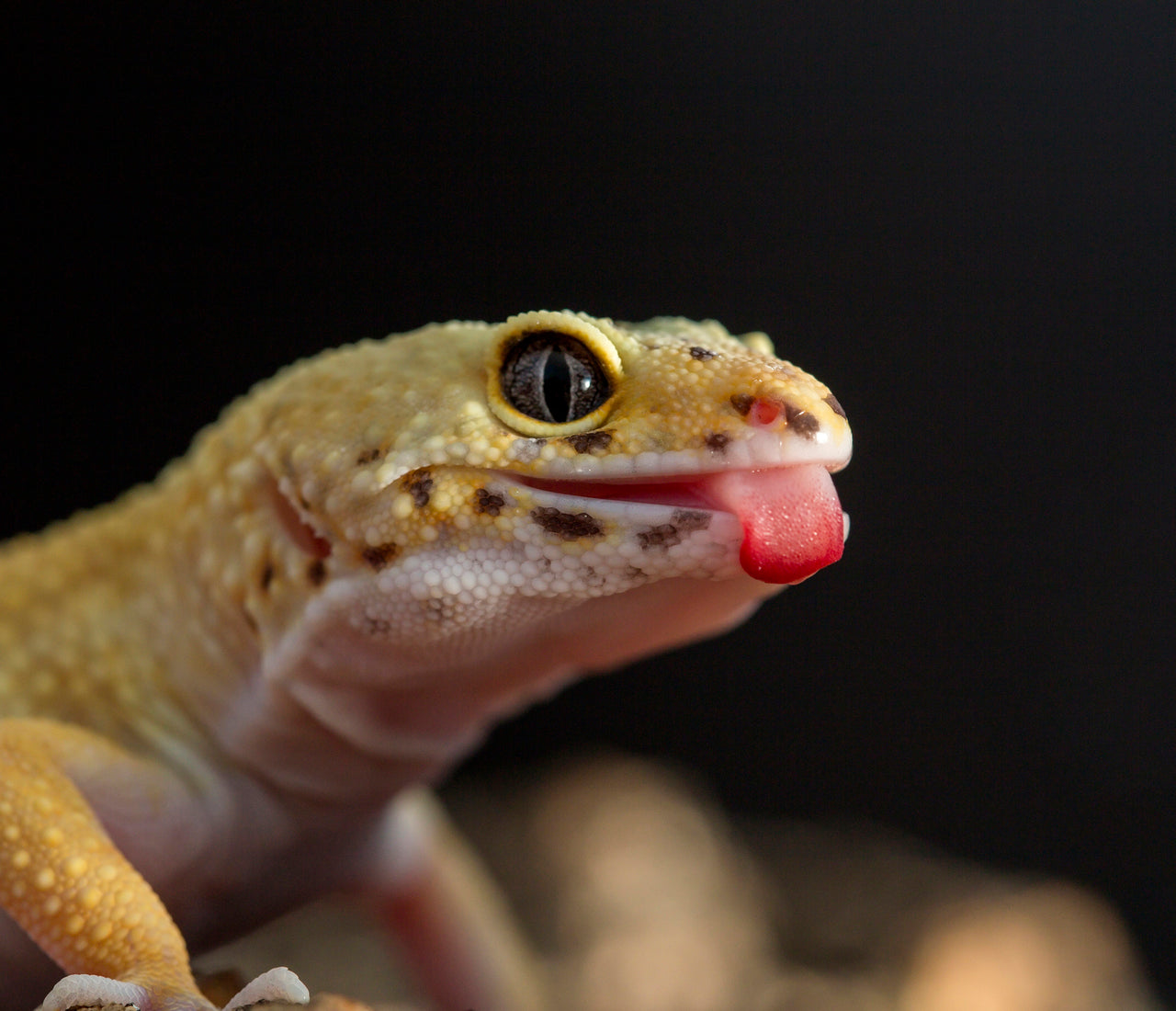 Leopard Gecko Ultimate Shopping List | Everything You Need to Get Star ...