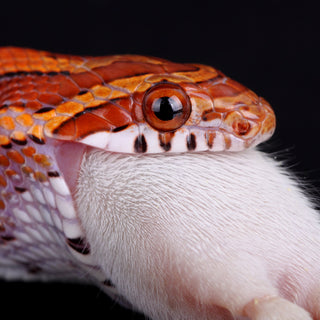 Ball Python Complete Lighting and Heating Guide – Zen Habitats