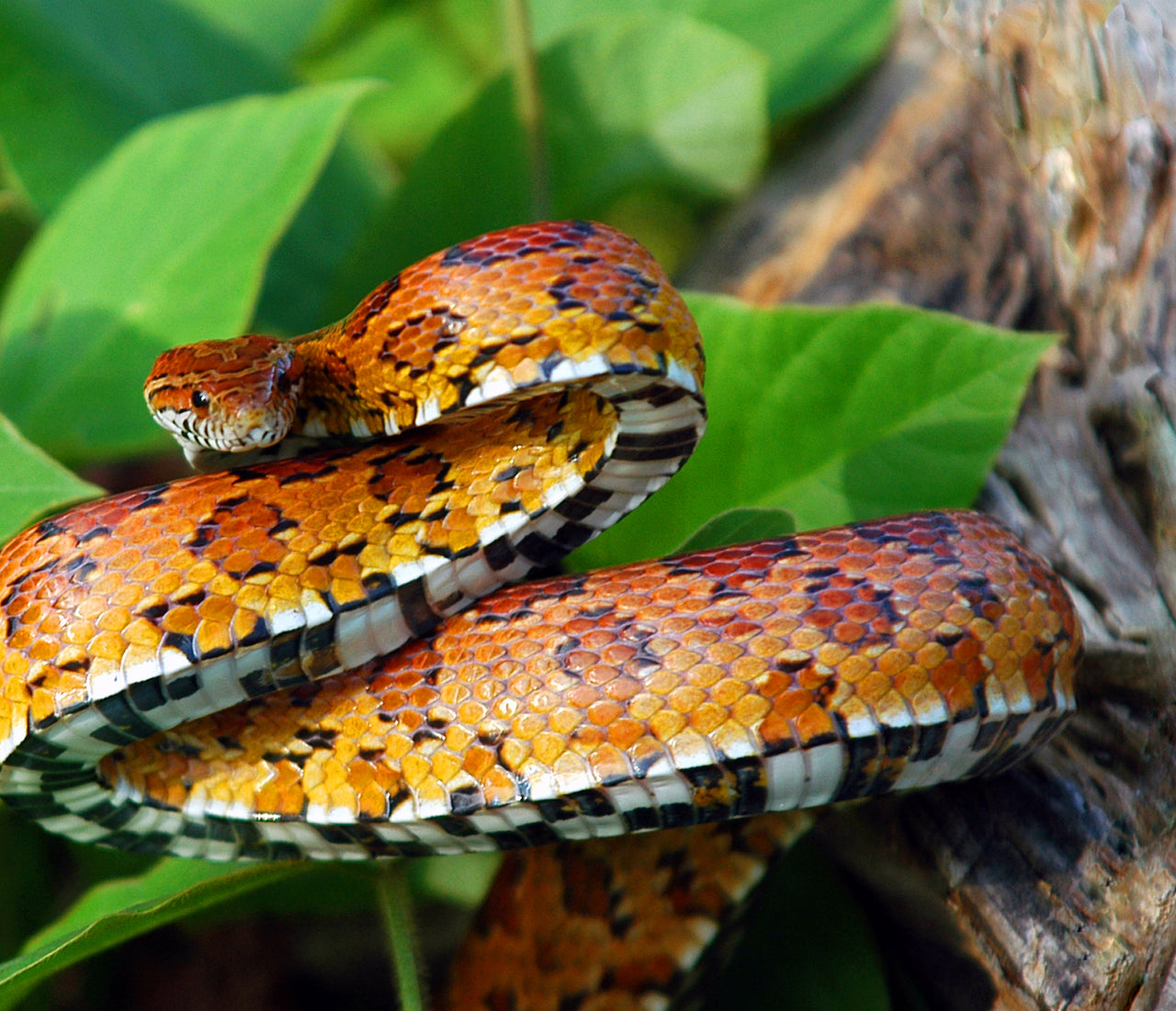 Answering The Most Asked Corn Snake Questions | Zen Habitats