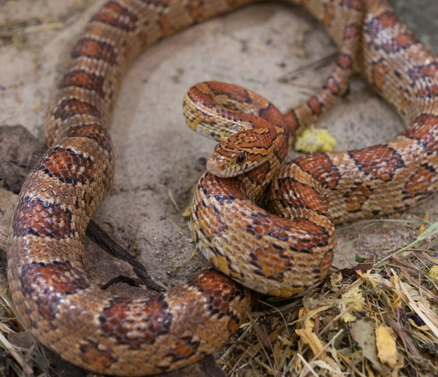 Corn Snake Complete Substrate Guide – Zen Habitats