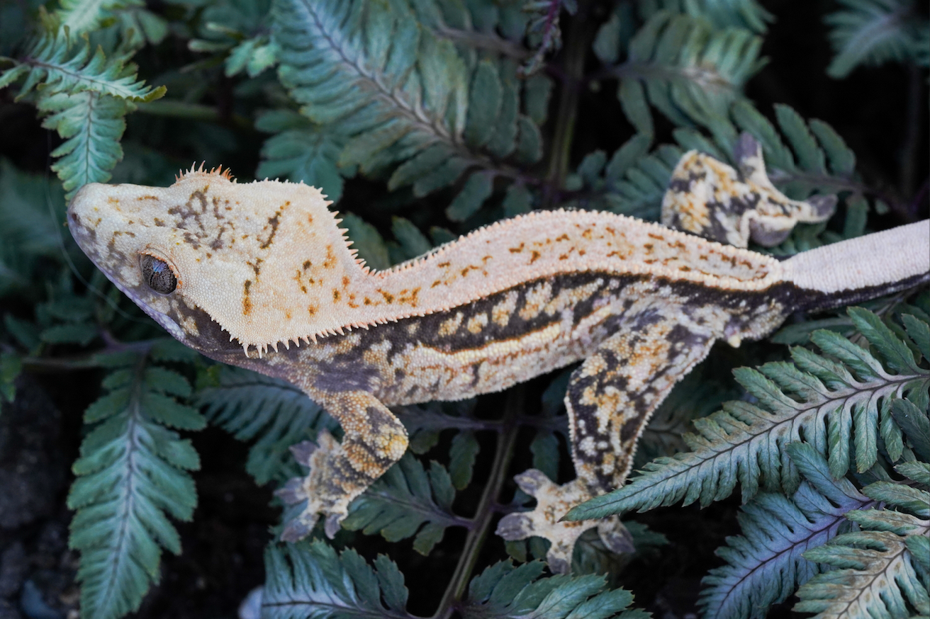Crested Gecko Care Sheet | ReptiFiles – Zen Habitats