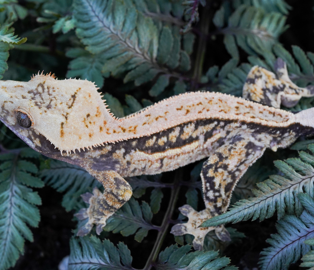 Crested Gecko Care Sheet | ReptiFiles – Zen Habitats