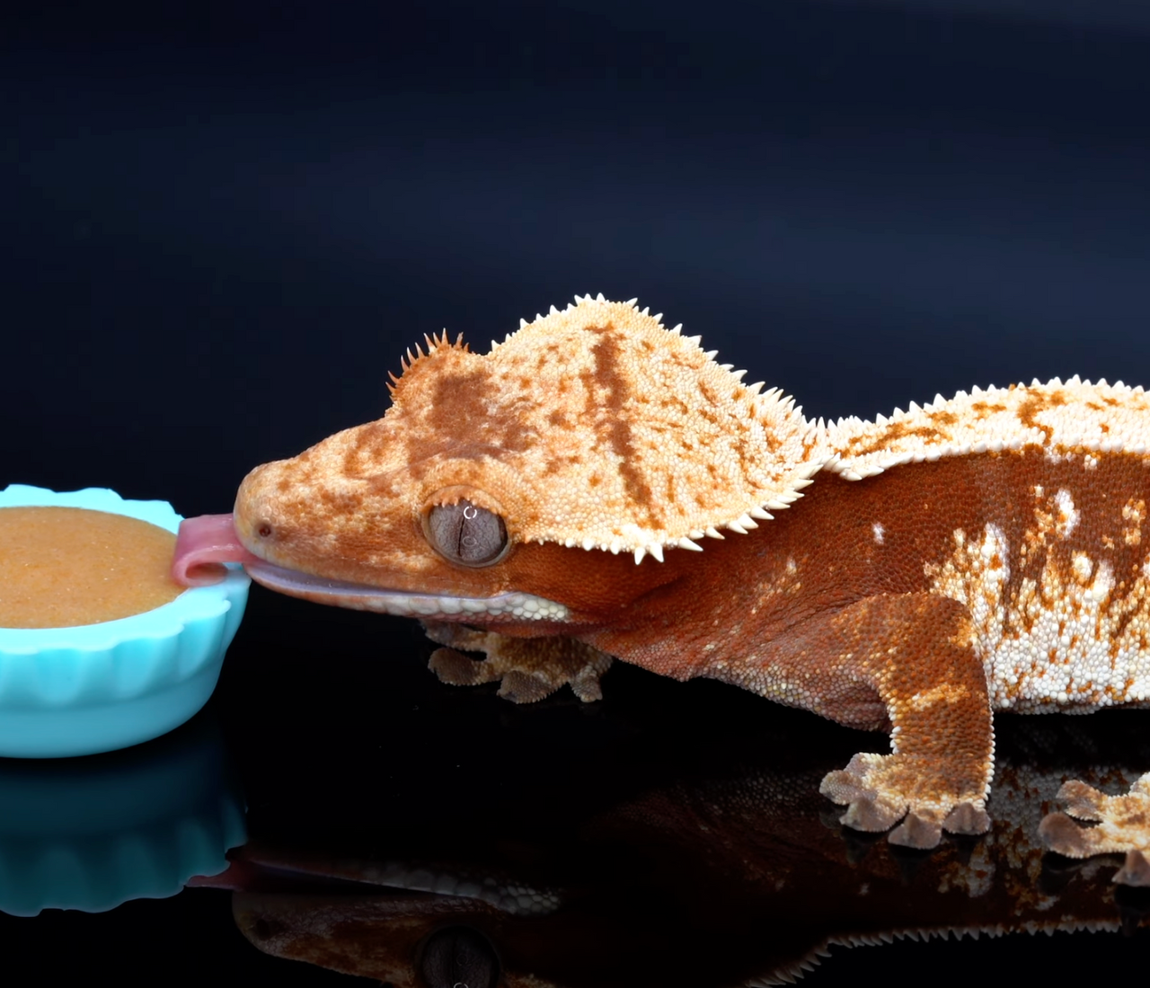 Crested Gecko Complete Food Guide – Zen Habitats