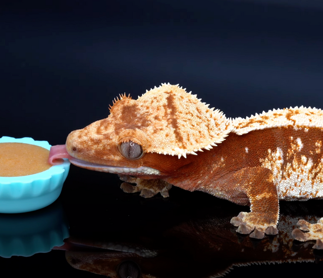 Crested Gecko Complete Food Guide – Zen Habitats