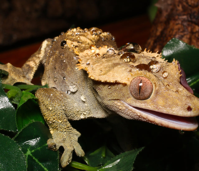 Complete Humidity and Hydration Guide For Crested Geckos – Zen Habitats