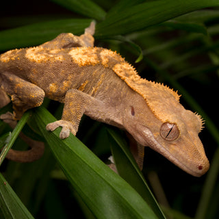 Leopard Gecko Complete Lighting and Heating Guide – Zen Habitats