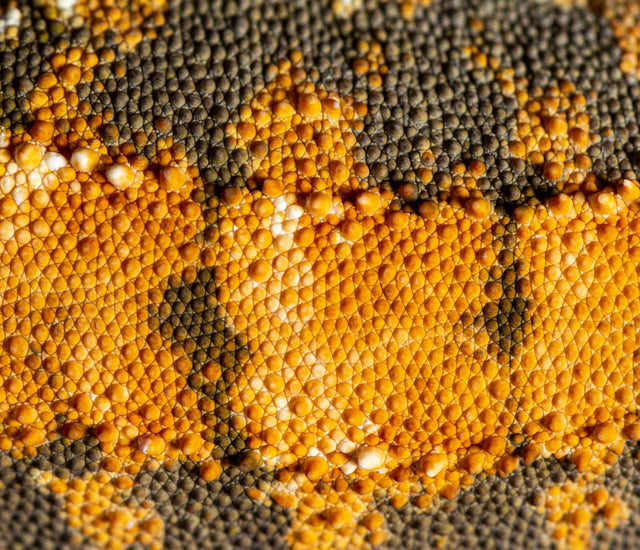 Crested Gecko Shedding and How To Help Your Gecko Shed! – Zen Habitats