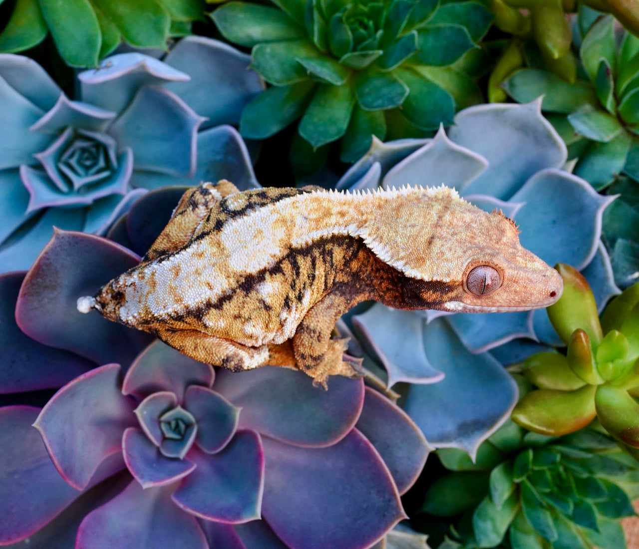 What To Do If Your Gecko Drops Their Tail | Zen Habitats