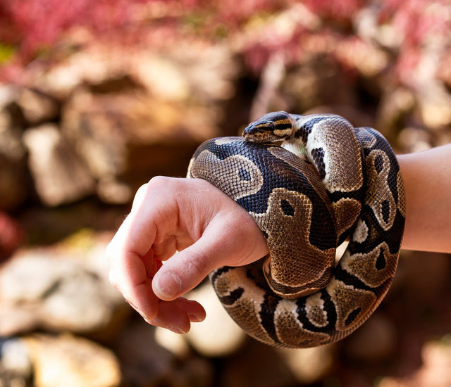 Are Ball Pythons Good Pet Snakes for Beginners? | Zen Habitats