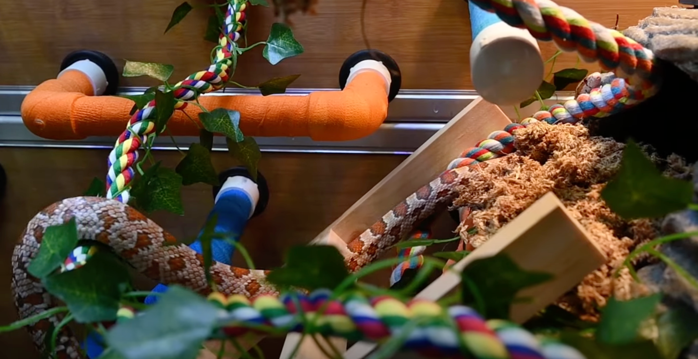 Basics of Providing Enrichment For Snakes – Zen Habitats